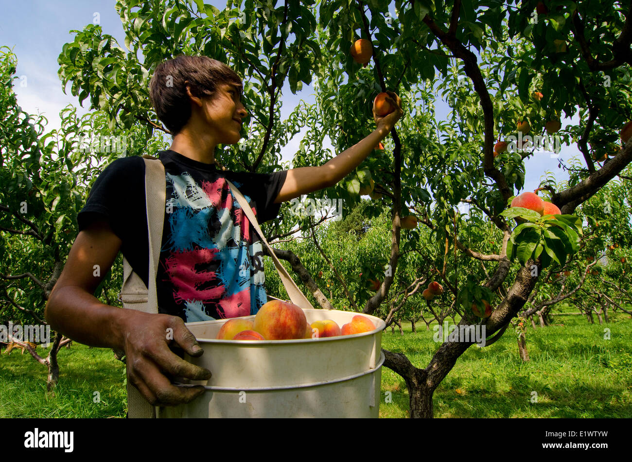 Fruit picker hi-res stock photography and images - Alamy