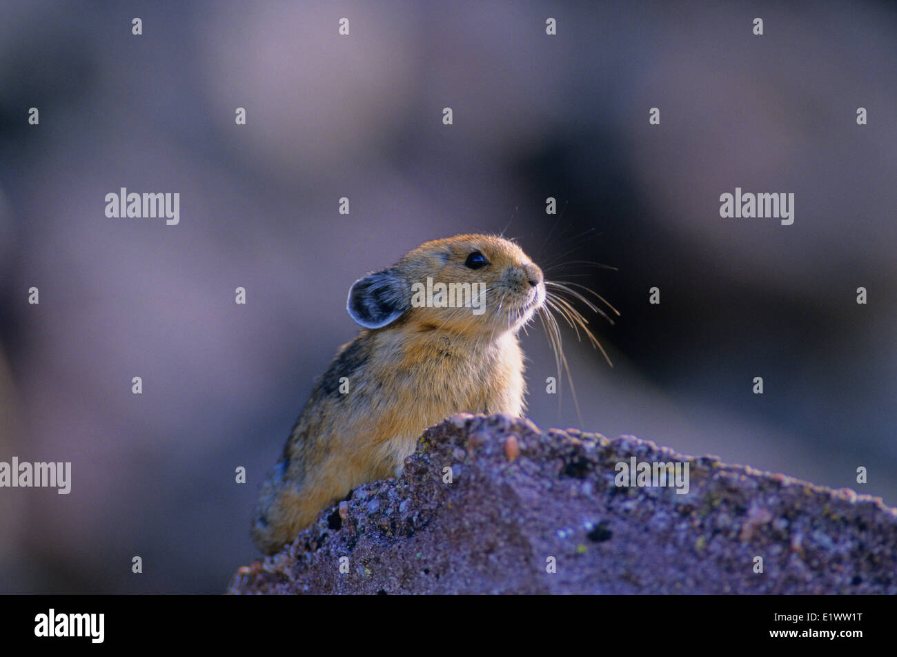 Pika (Ochotona princeps) Adult (Rock Rabbit Whistling Hare) native to ...