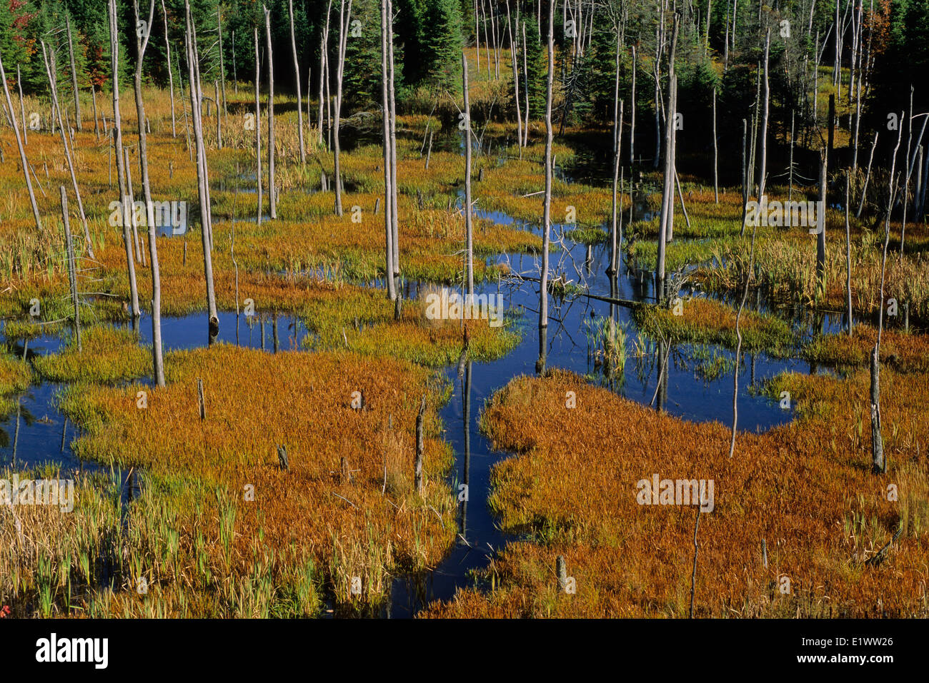 Wetlands are often created by the work Beavers (Castor canadensis ...