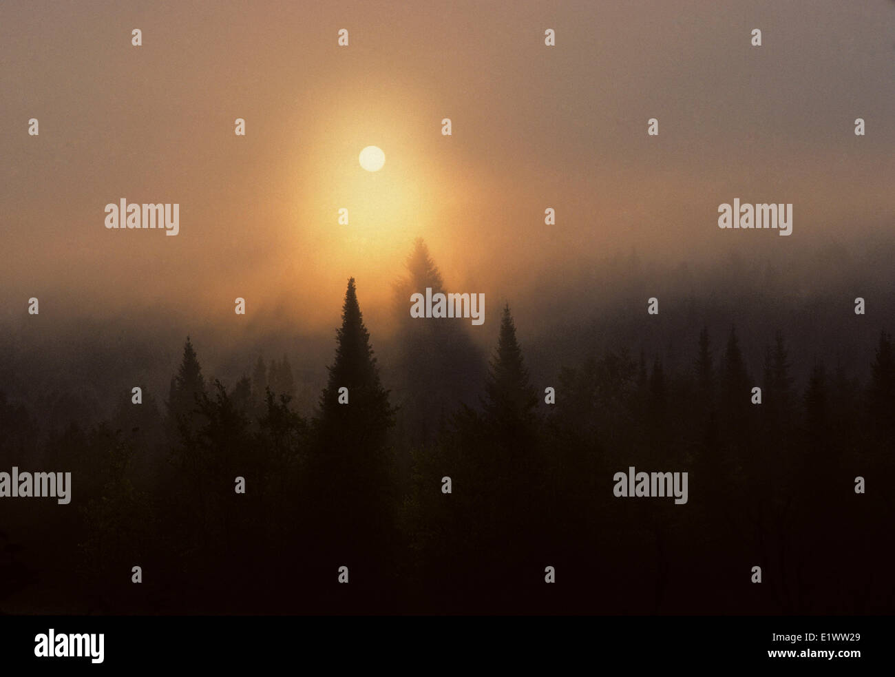 Fog is a collection of liquid water droplets or ice crystals suspended ...