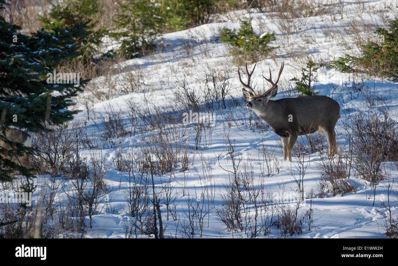 Mule Deer (Odocoileus hemionus) Adult Male. During the 'Rut' he will ...