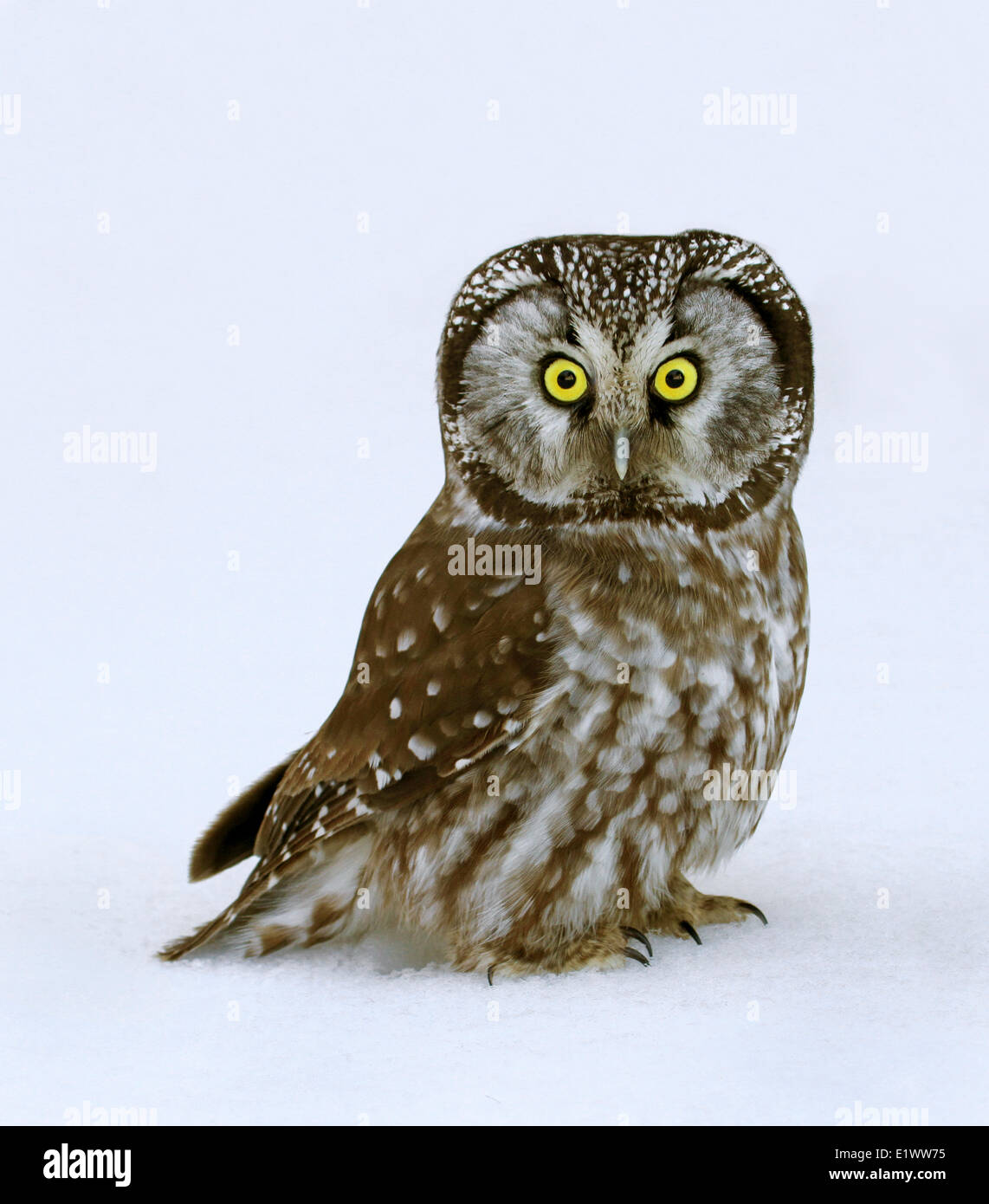 Aegolius funereus canada hi-res stock photography and images - Alamy