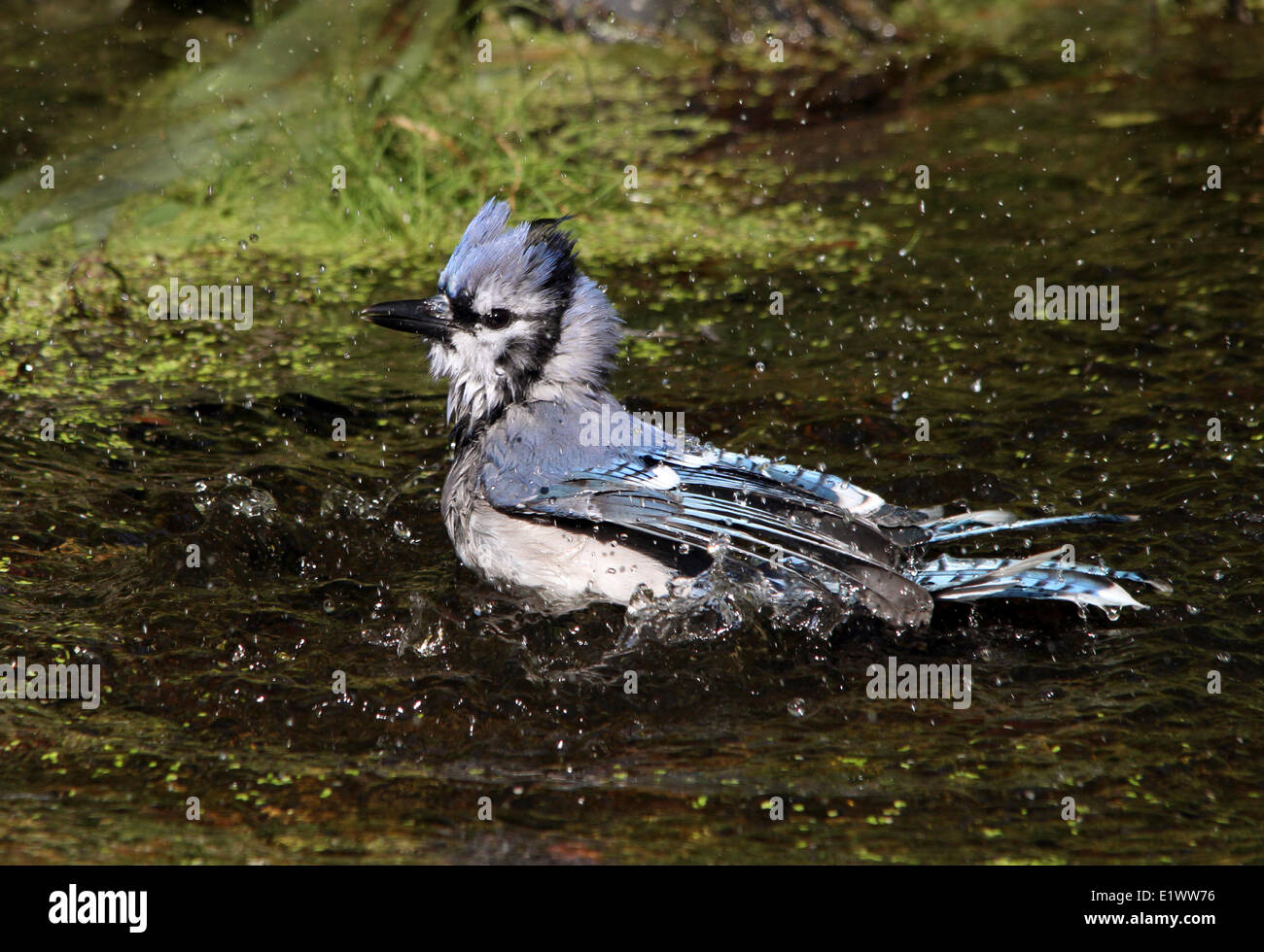 Corvine birds hi-res stock photography and images - Alamy