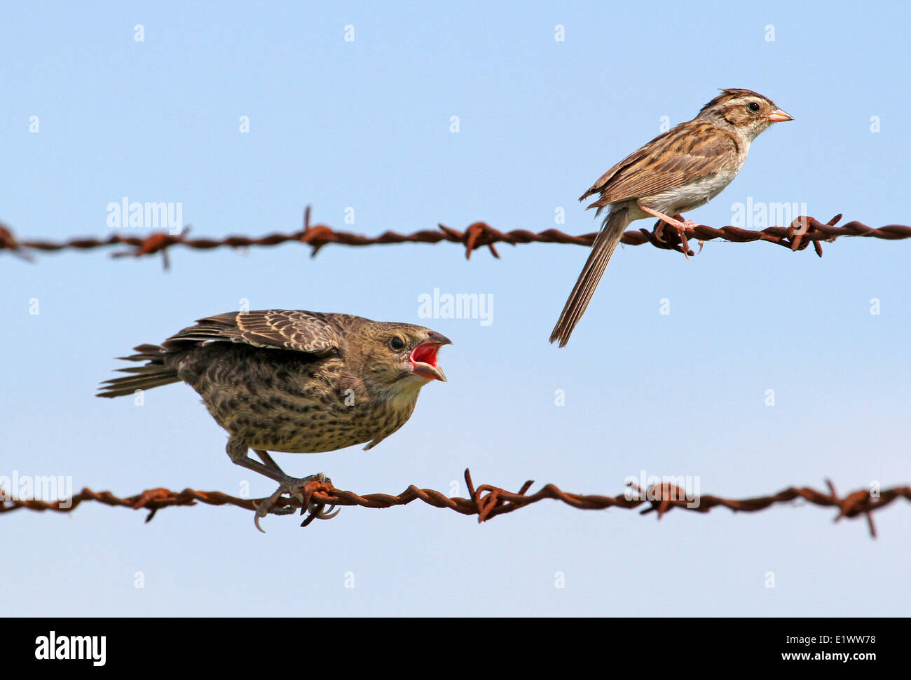 A Brown-headed Cowbird chick Molothrus aeneus being fed by its adoptive ...