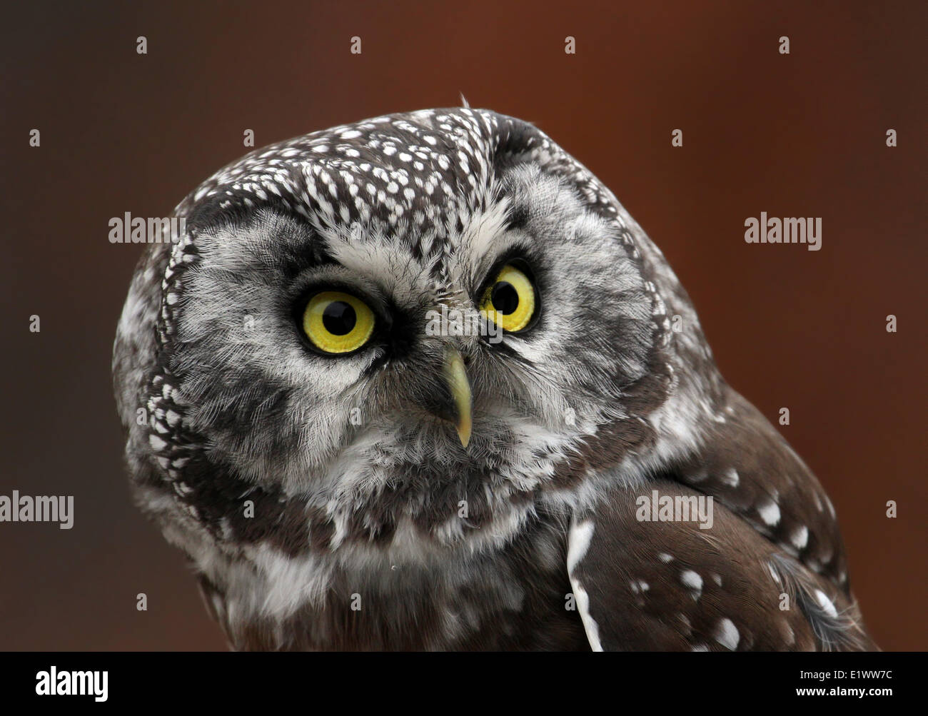 Boreal Owl, Aegolius funereus, portrait shot, in Prince Albert ...