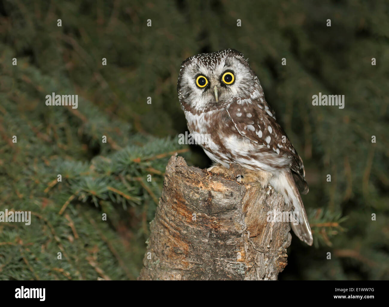 Boreal Owl, Aegolius funereus, perched in white spruce in Saskatoon ...