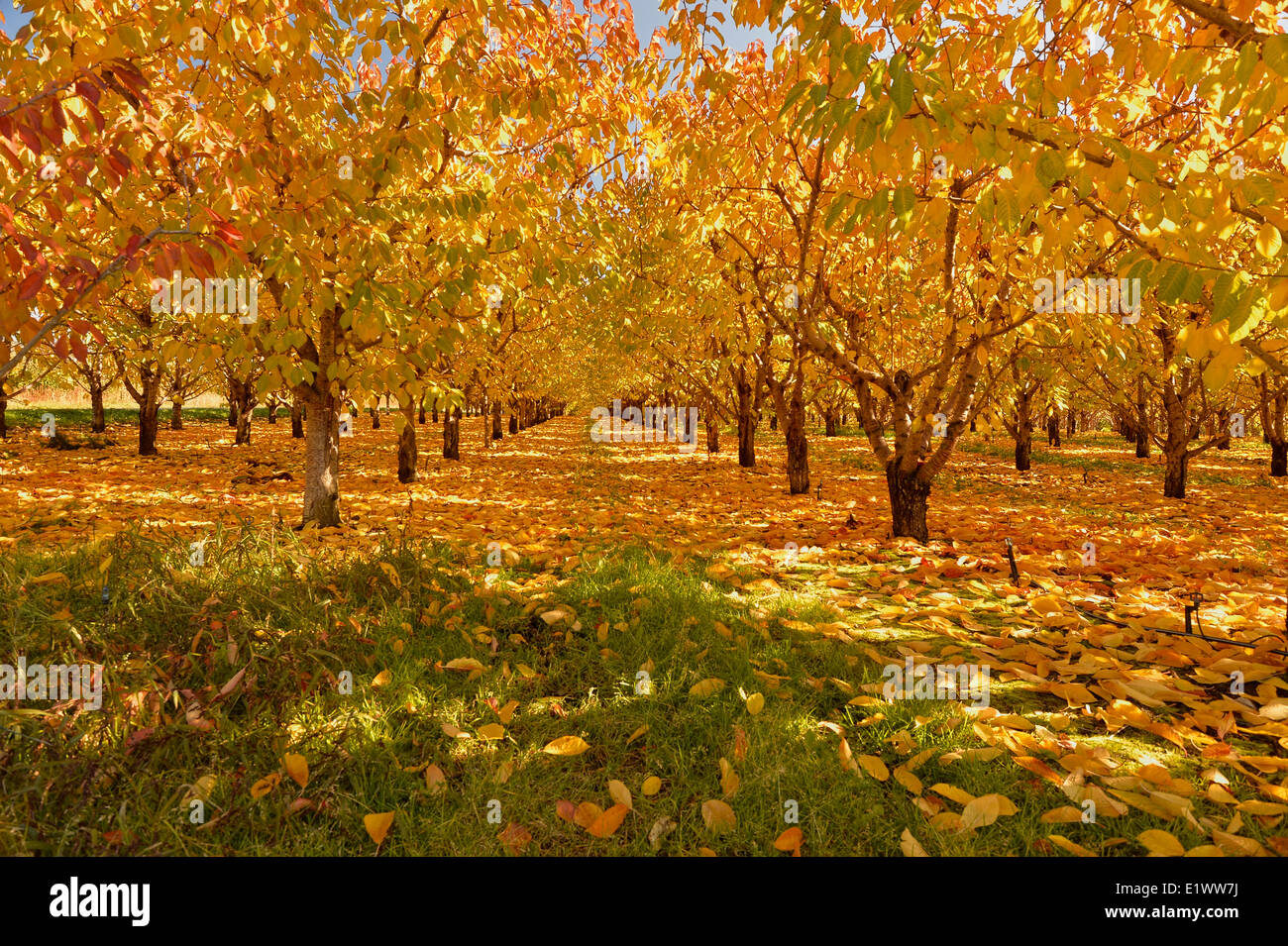 Vernon BC--Autumn Colors in the Orchard lit up by afternoon Sun ...