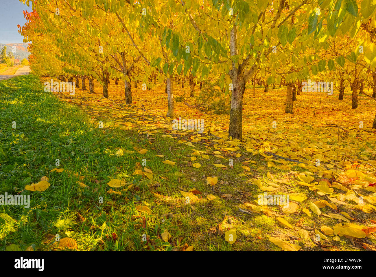 Vernon BC--Autumn Colors in the Orchard lit up by afternoon Sun ...
