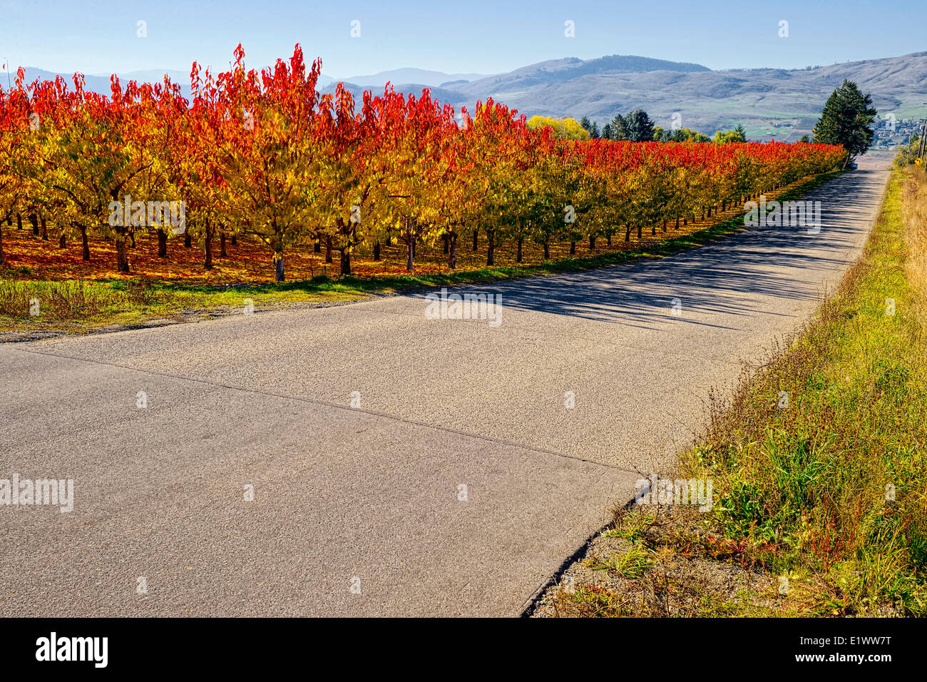 Vernon BC--afternoon sun with late october autumn leaves on Fruit Tree ...