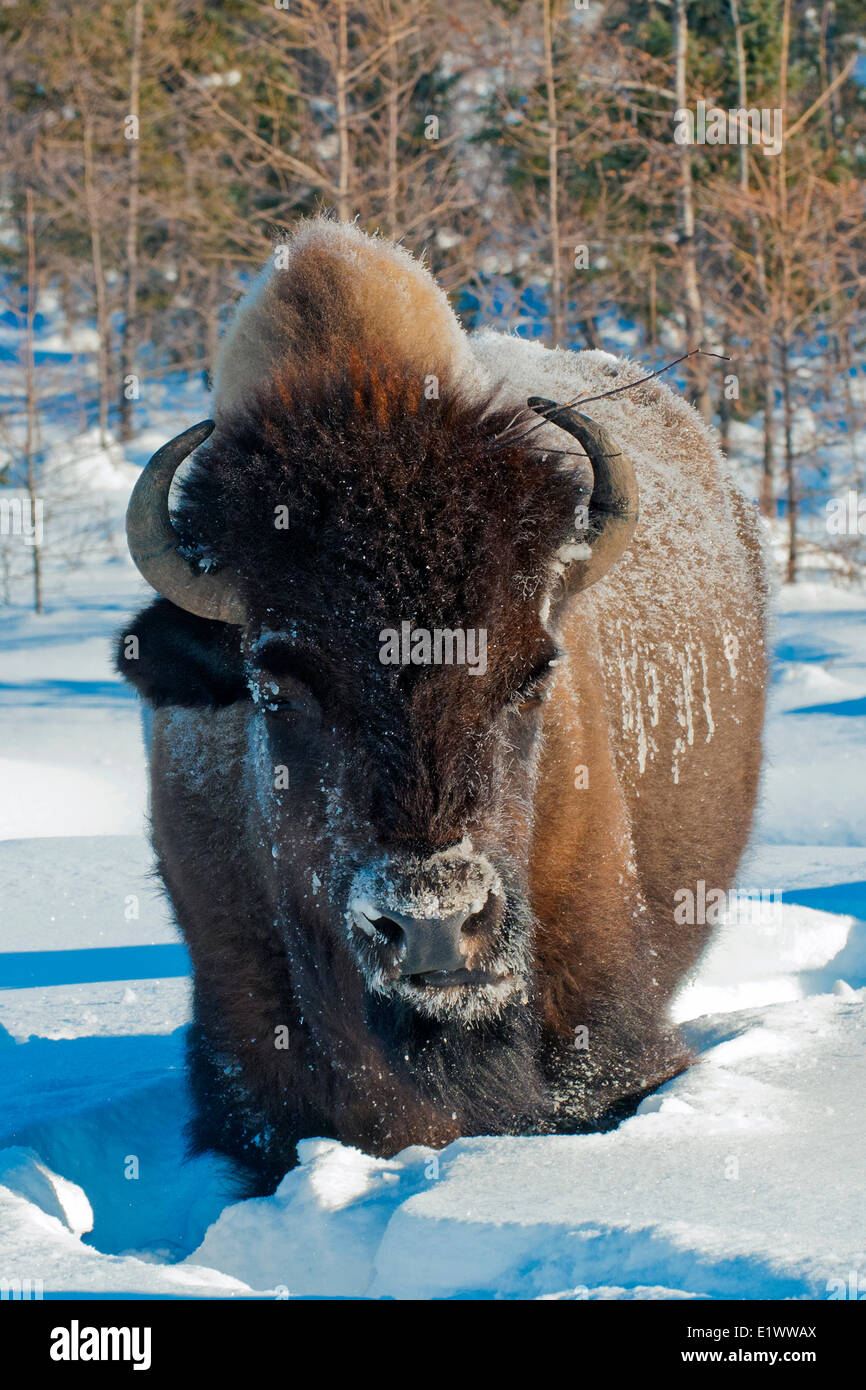Wintering wood bison, (Bison bison athabascae), MNacKenzie Bison ...