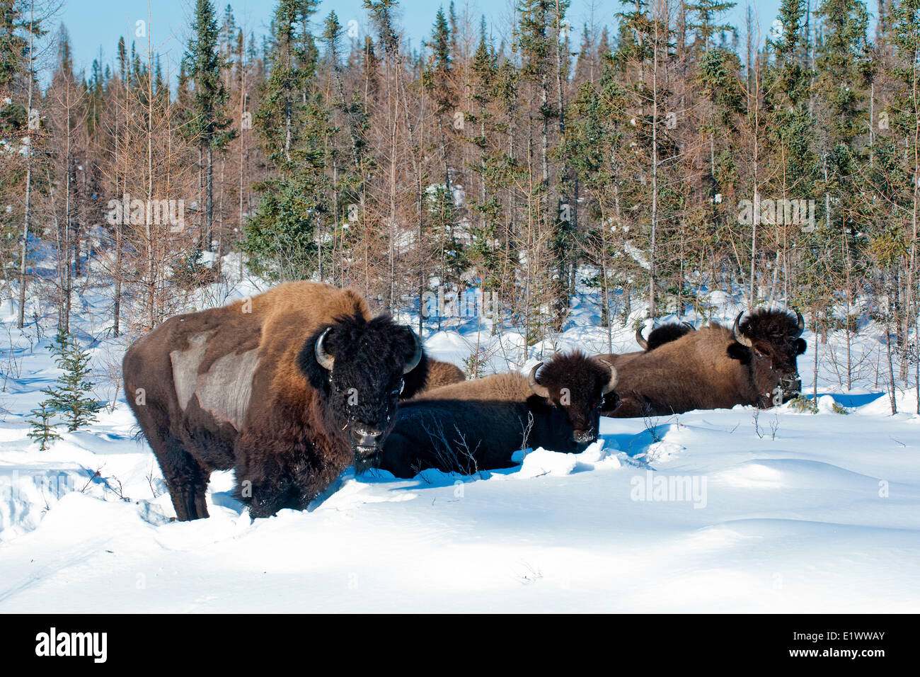 Wintering wood bison, (Bison bison athabascae), MNacKenzie Bison ...