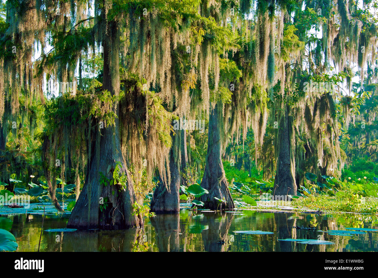 Swamp cypress tree hi-res stock photography and images - Alamy