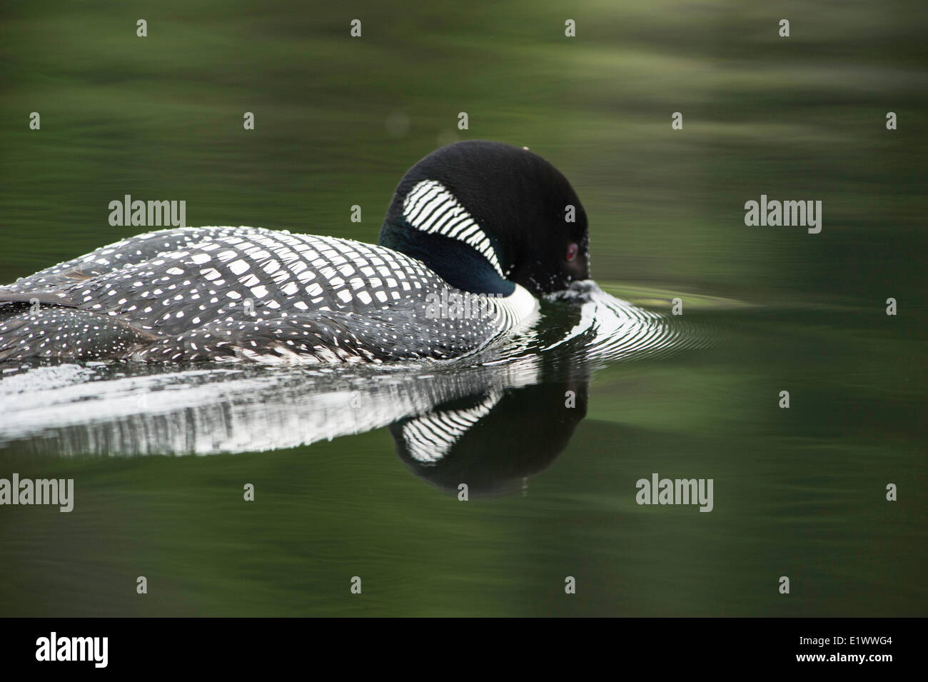 Common loon bird side view hi-res stock photography and images - Alamy