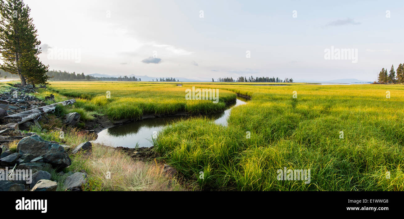 Wetlands meadows meadows meadows meadows meadows meadows meadows ...