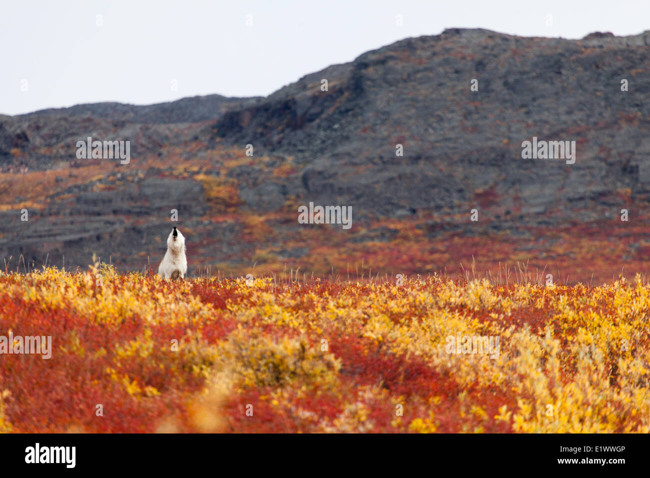 Wild wolves, Northwest Territories, Canada Stock Photo - Alamy