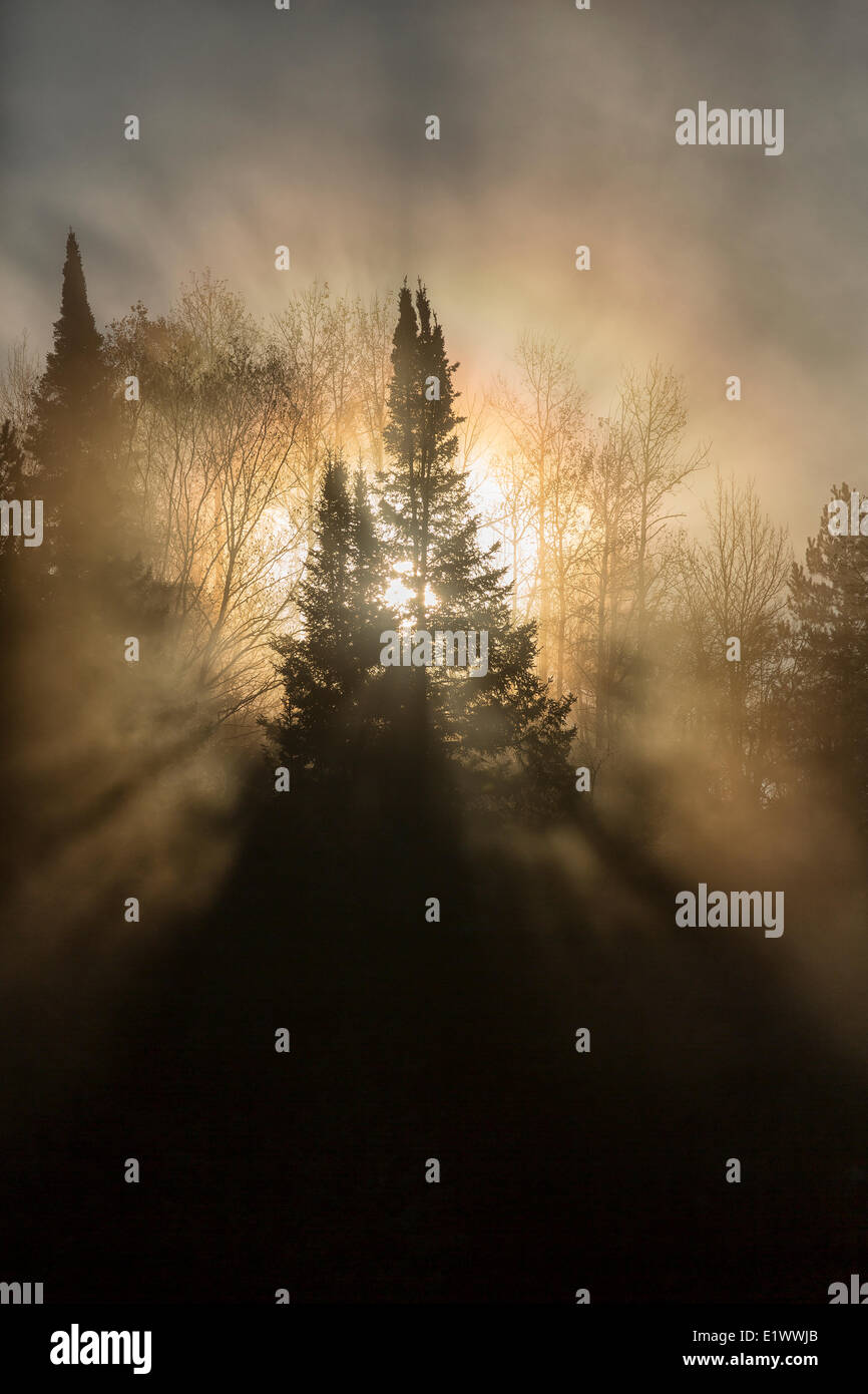 The sun shining through the fog and trees creates 'God's Rays' as dawn ...