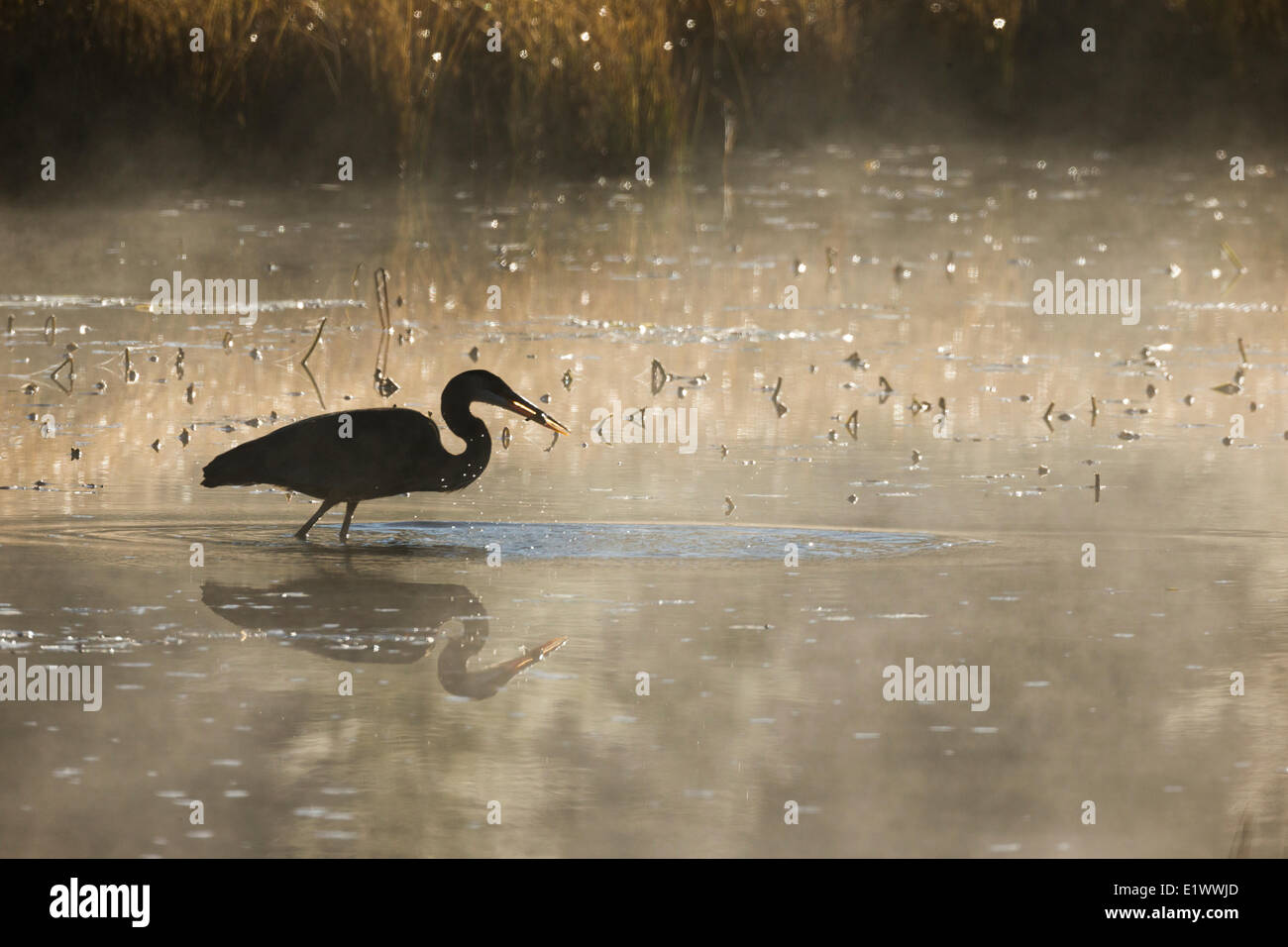 Great Blue heron fishing catching a fish in the early moring mist ...