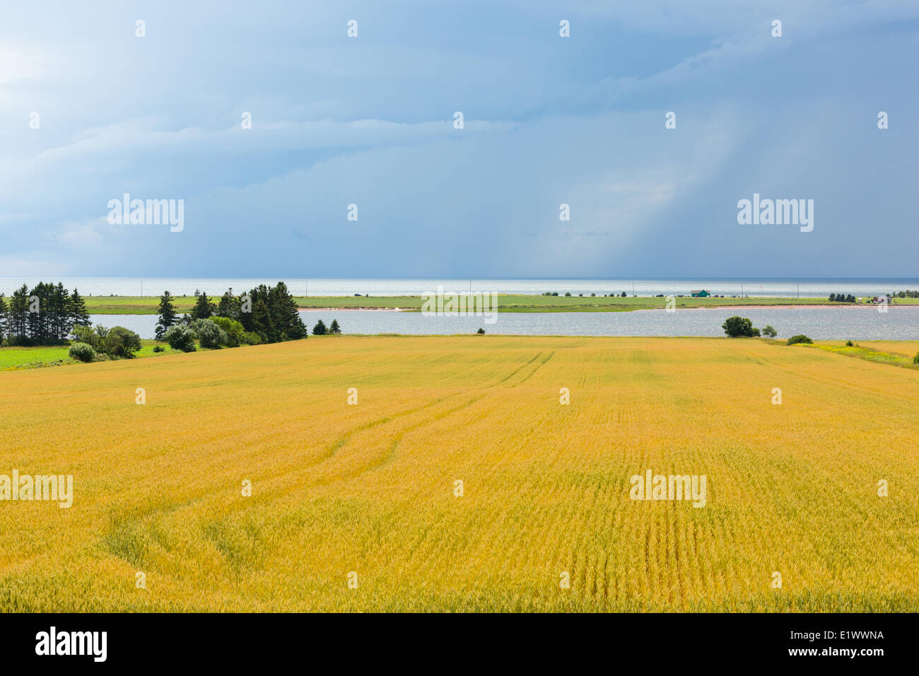 Storm over grainfield, Victoria, Prince Edward Island, Canada Stock ...