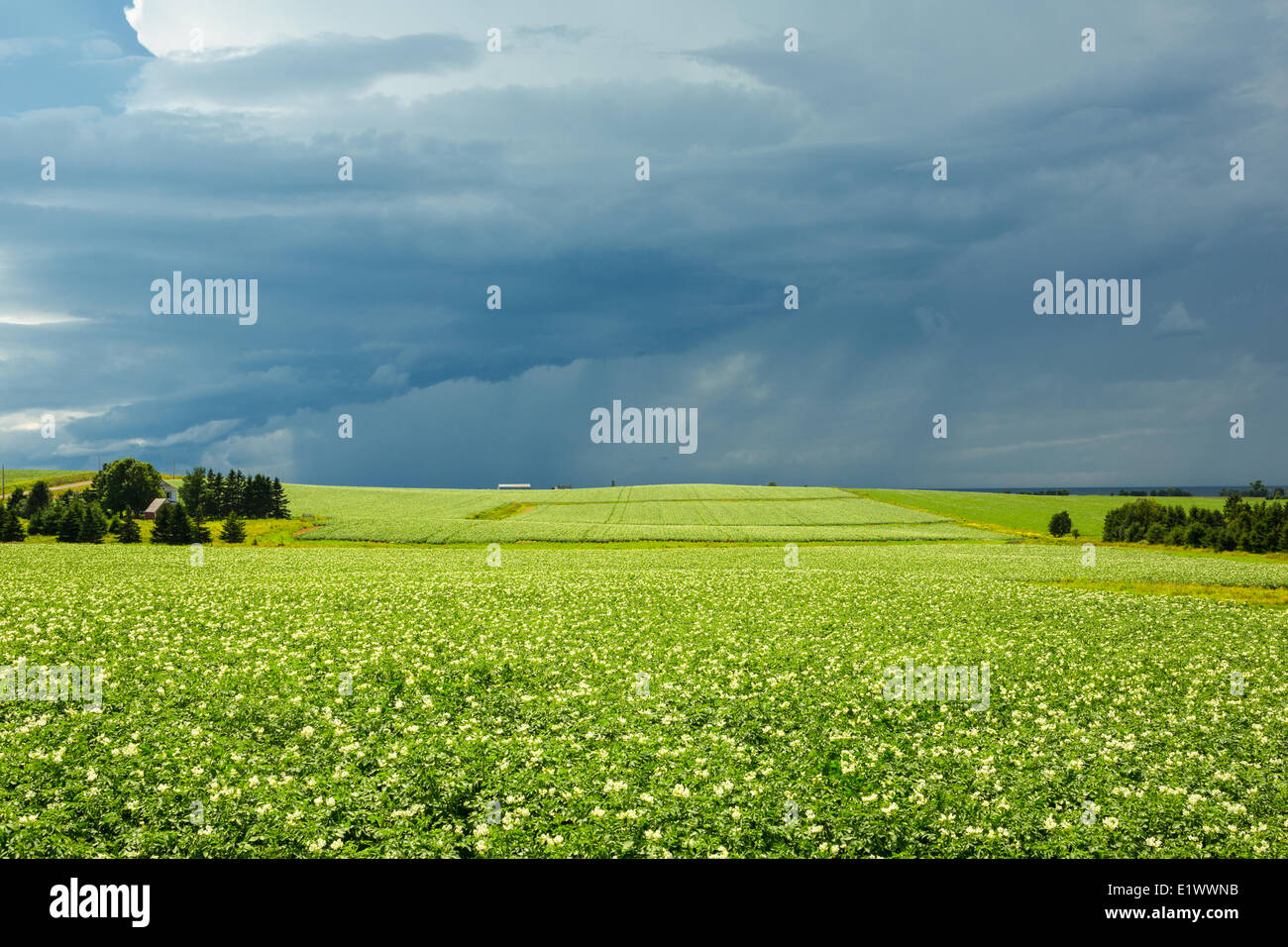 Canada Potato Farming High Resolution Stock Photography and Images - Alamy