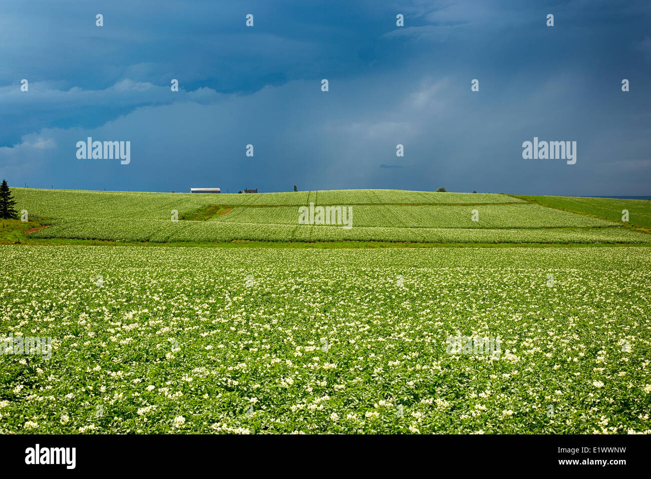 Potato field in blossom, Hampton, Prince Edward Island, Canada Stock ...