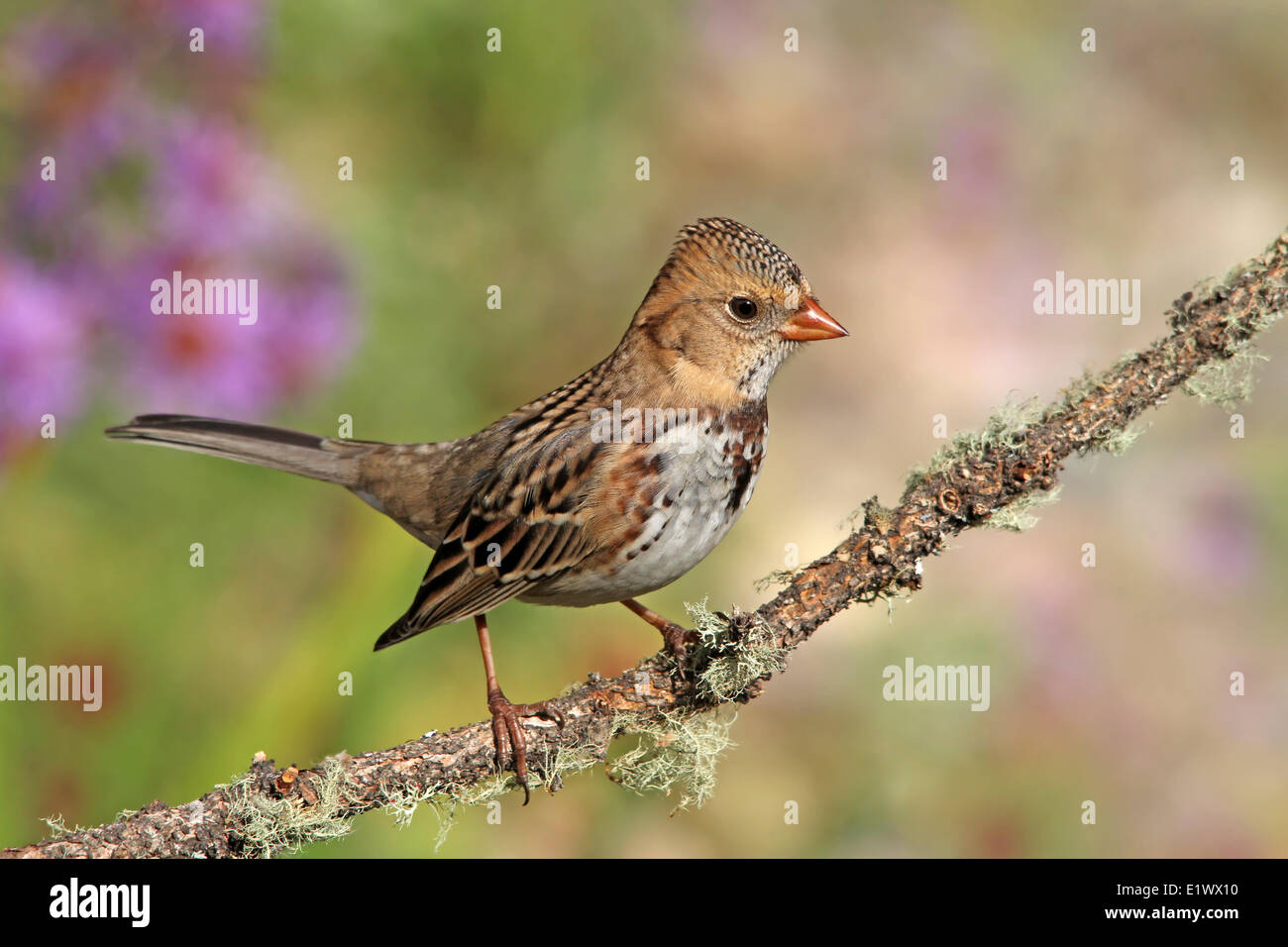 Querula hi-res stock photography and images - Alamy