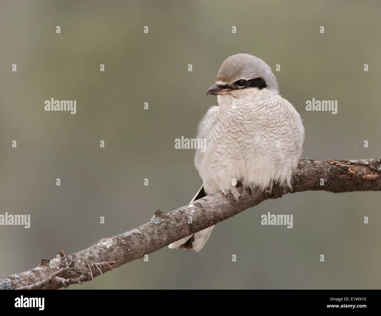 Northern Shrike, Lanius excubitor perched in Saskatoon, Saskatchewan in ...