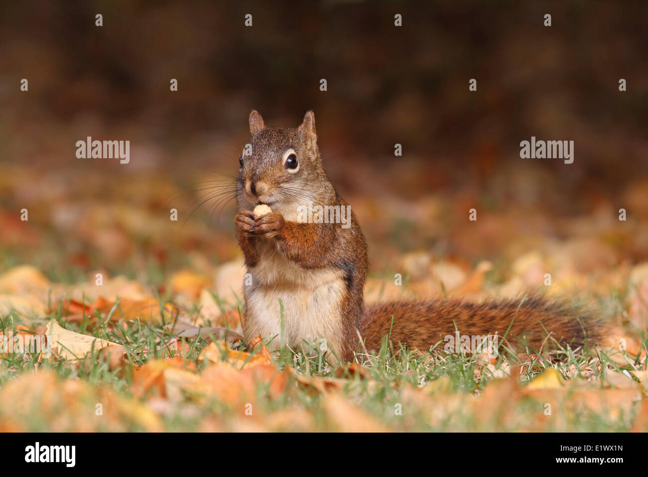 A Red Squirrel, Tamiasciurus hudsonicus, eating an acorn during the ...