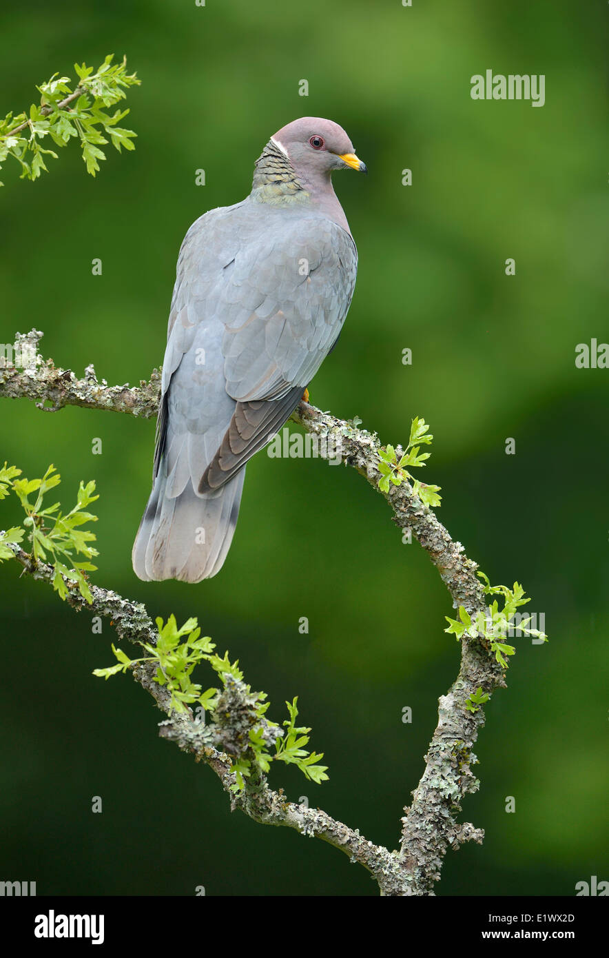 Band-tailed Pigeon on perch - Saanich BC Stock Photo - Alamy