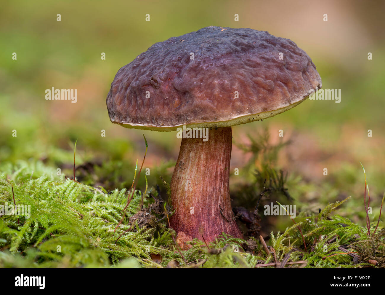 Zellers bolete boletus zelleri edible hi-res stock photography and ...
