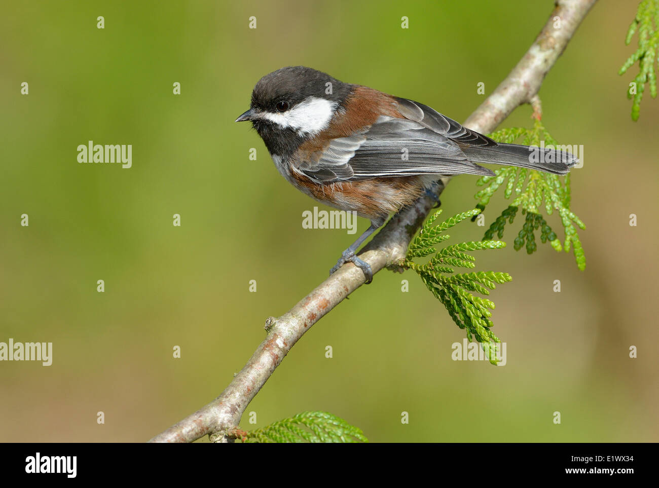 Chestnut backed hi-res stock photography and images - Alamy