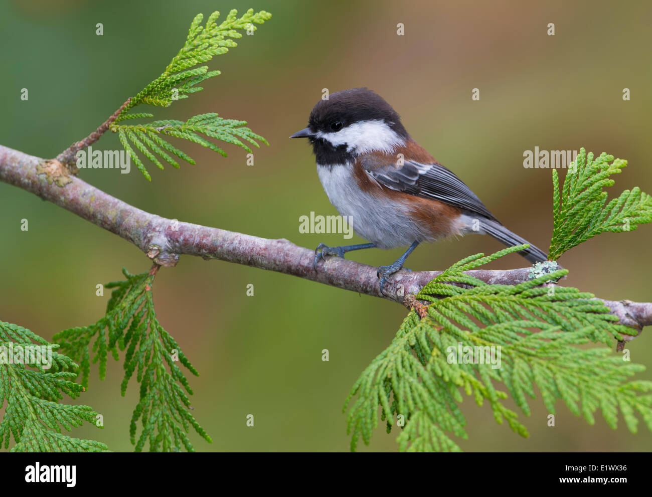 Chestnut-backed Chickadee on Cedar branch - Saanich BC Stock Photo - Alamy