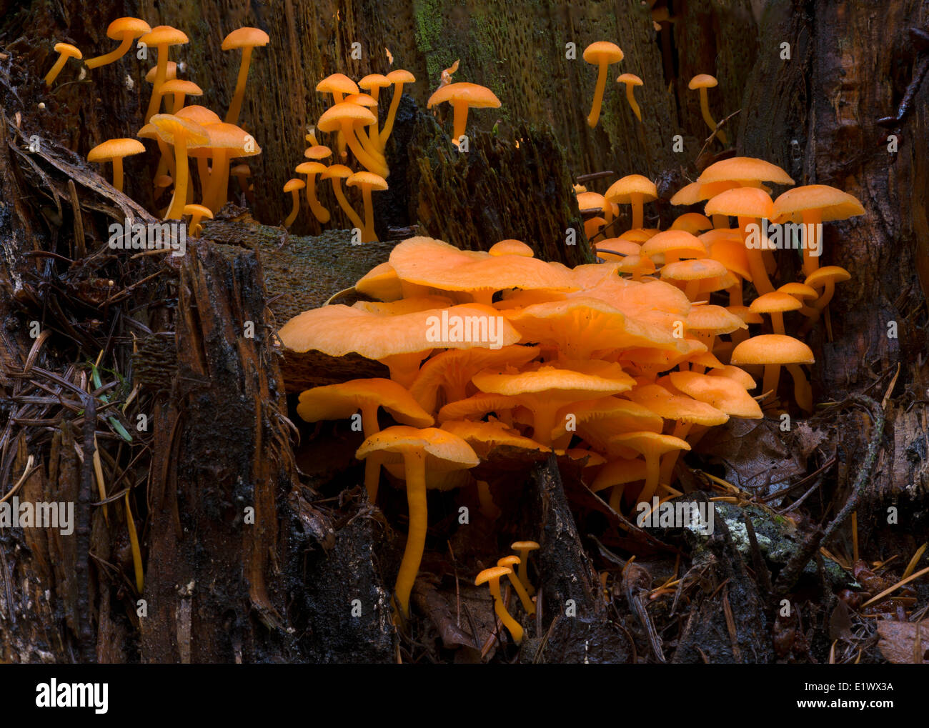 Bc mushrooms hi-res stock photography and images - Alamy