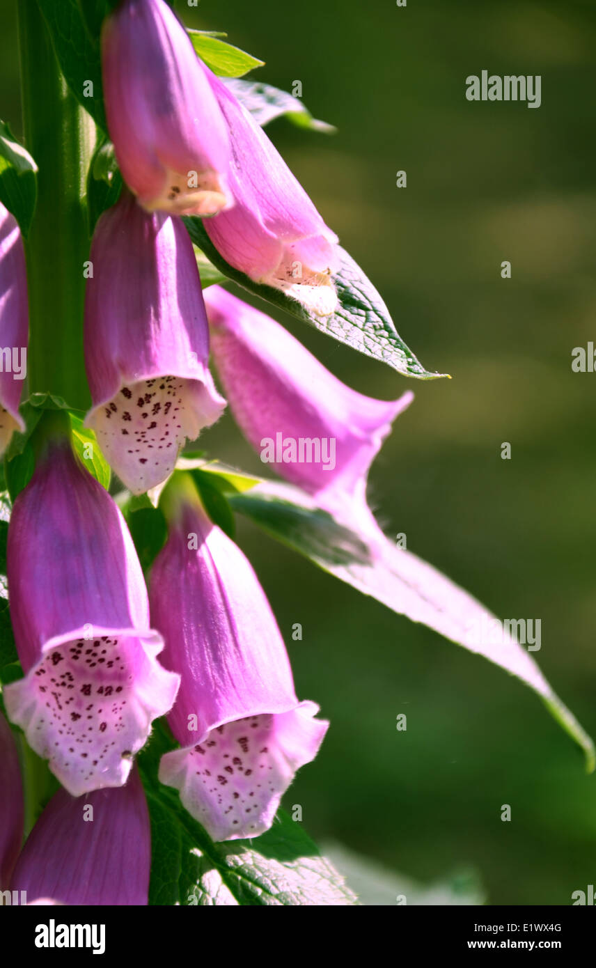 Close up of a foxglove hi-res stock photography and images - Alamy