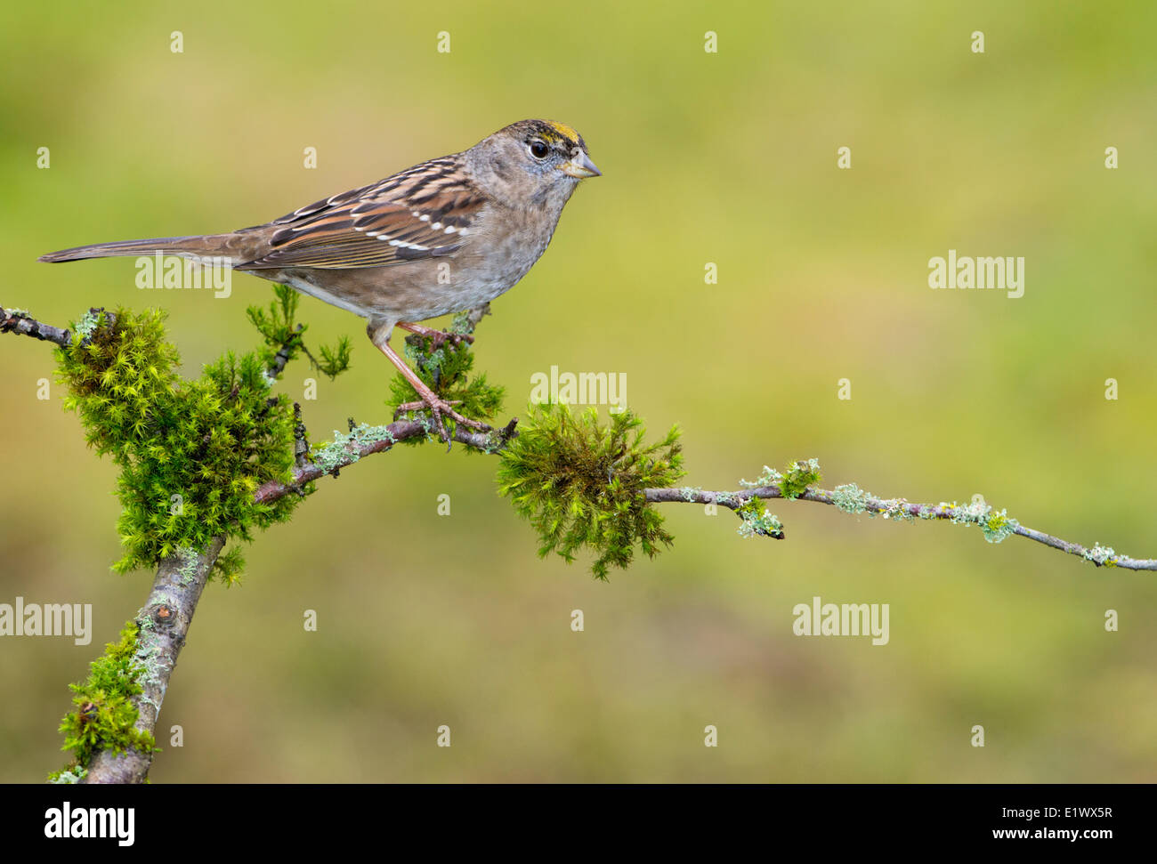 Golden-crowned Sparrow - Saanich BC Stock Photo - Alamy