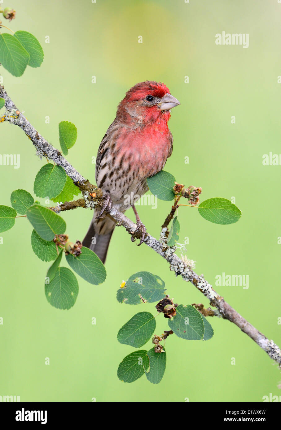 Male house finch hi-res stock photography and images - Alamy