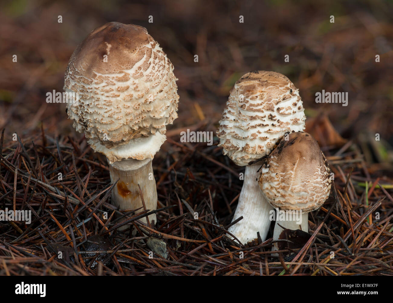 Fungus on forest floor hi-res stock photography and images - Alamy