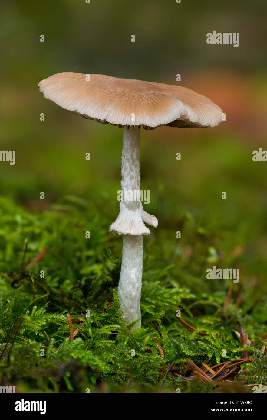 Psathyrella longistriata hi-res stock photography and images - Alamy
