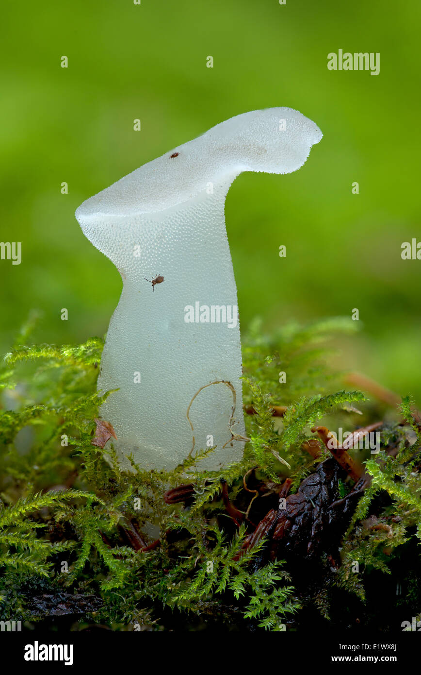 Pseudohydnum gelatinosum jelly tooth mushroom beaver lake hi-res stock ...