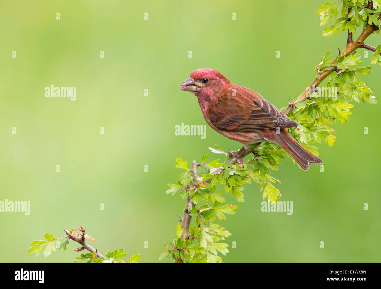 Purple Finch - Saanich BC Stock Photo - Alamy