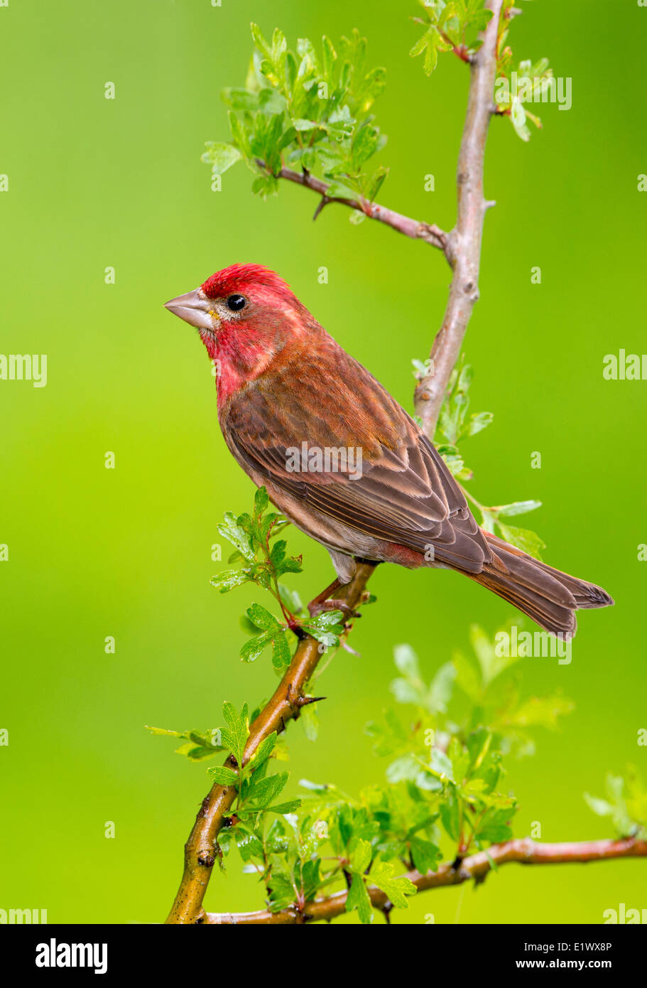 Purple Finch - Saanich BC Stock Photo - Alamy