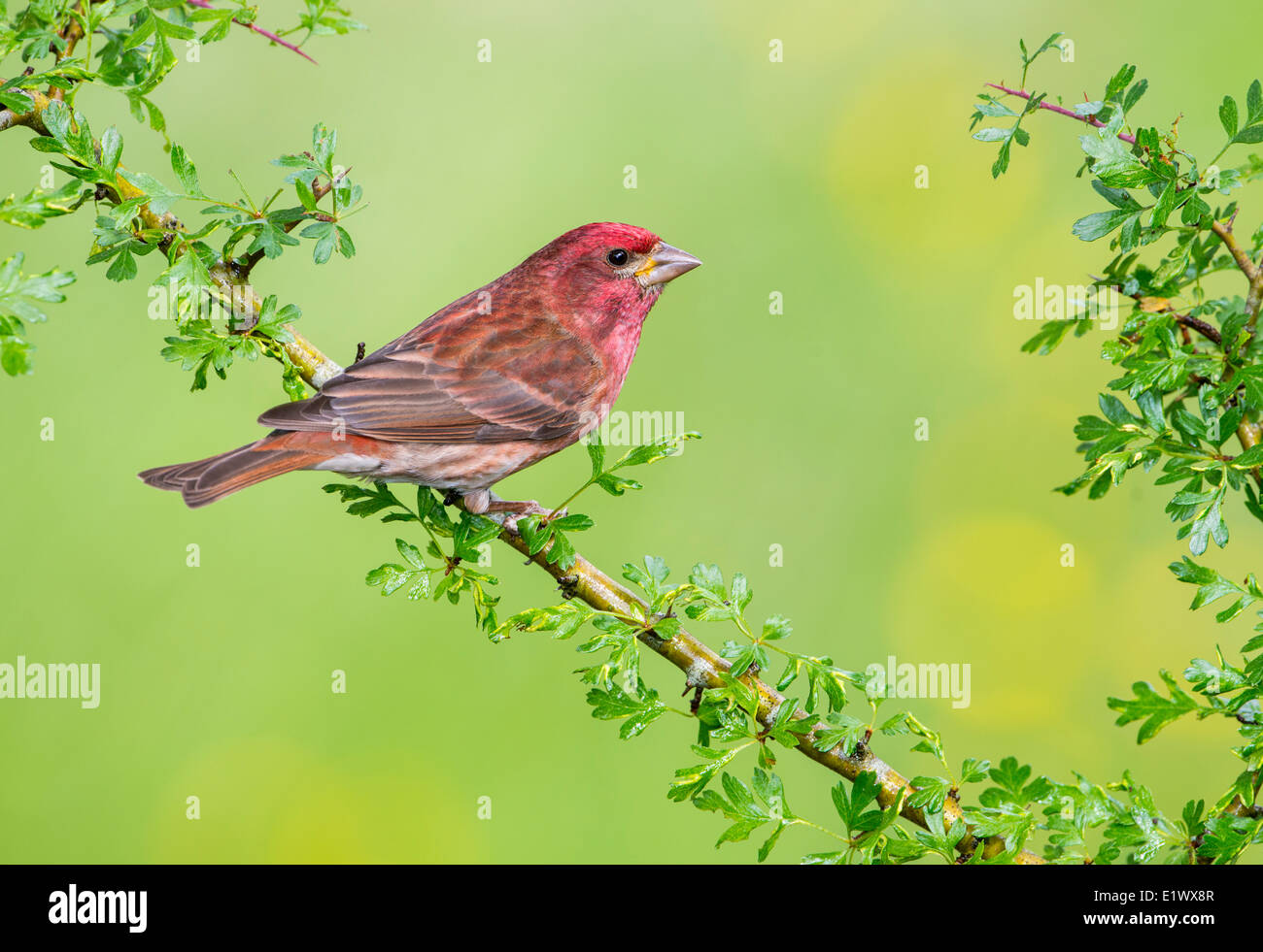 Purple Finch - Saanich BC Stock Photo - Alamy