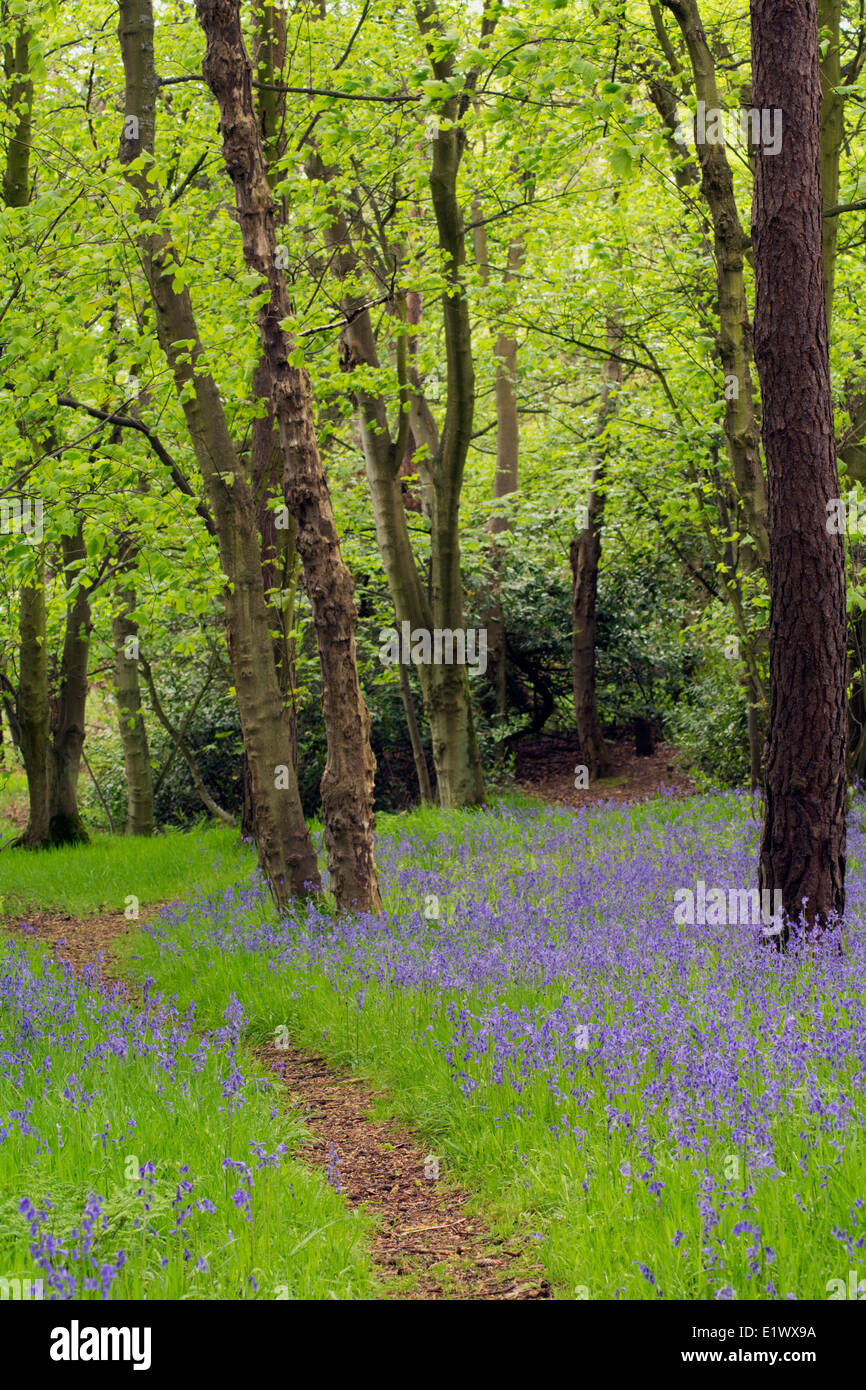 Path through the bluebell wood Stock Photo - Alamy