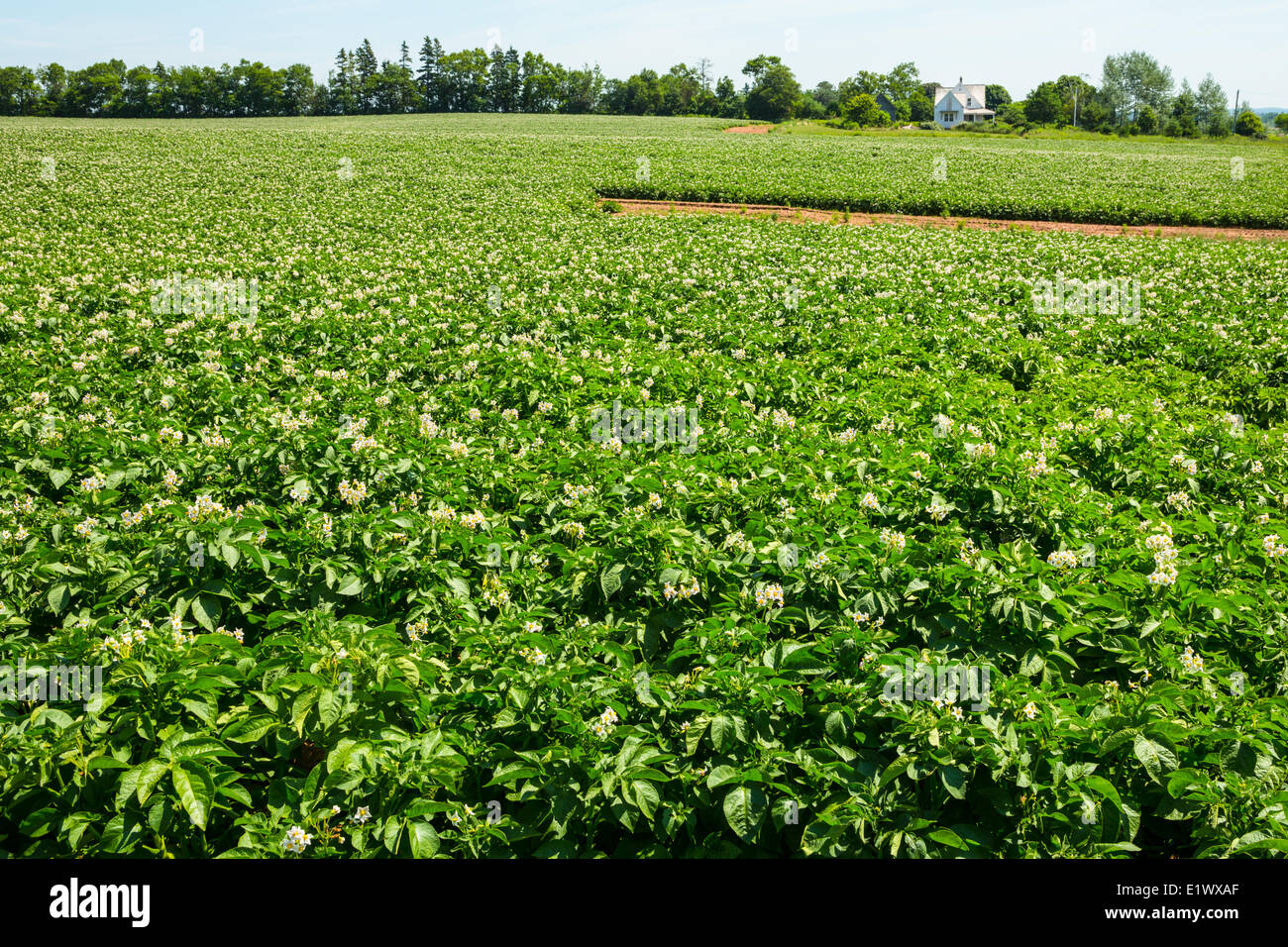 Potato field hi-res stock photography and images - Alamy