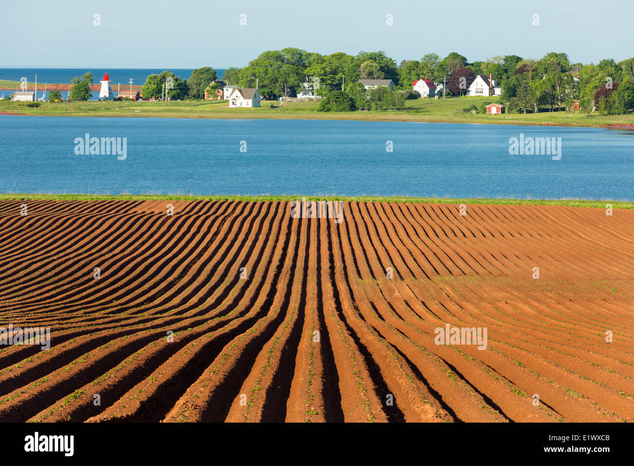 Potato field, Victoria, Prince Edward Island, Canada Stock Photo - Alamy
