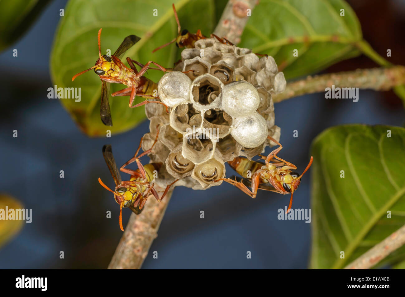 the hornets are building a new hornets' nest, there are a series of ...