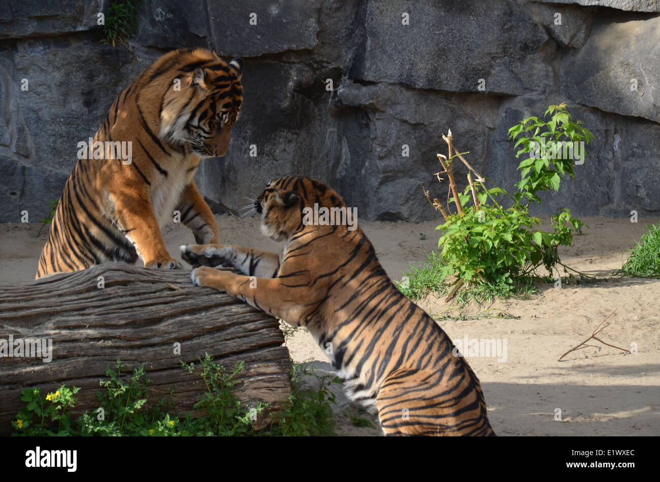 Tiger Fighting High Resolution Stock Photography and Images - Alamy