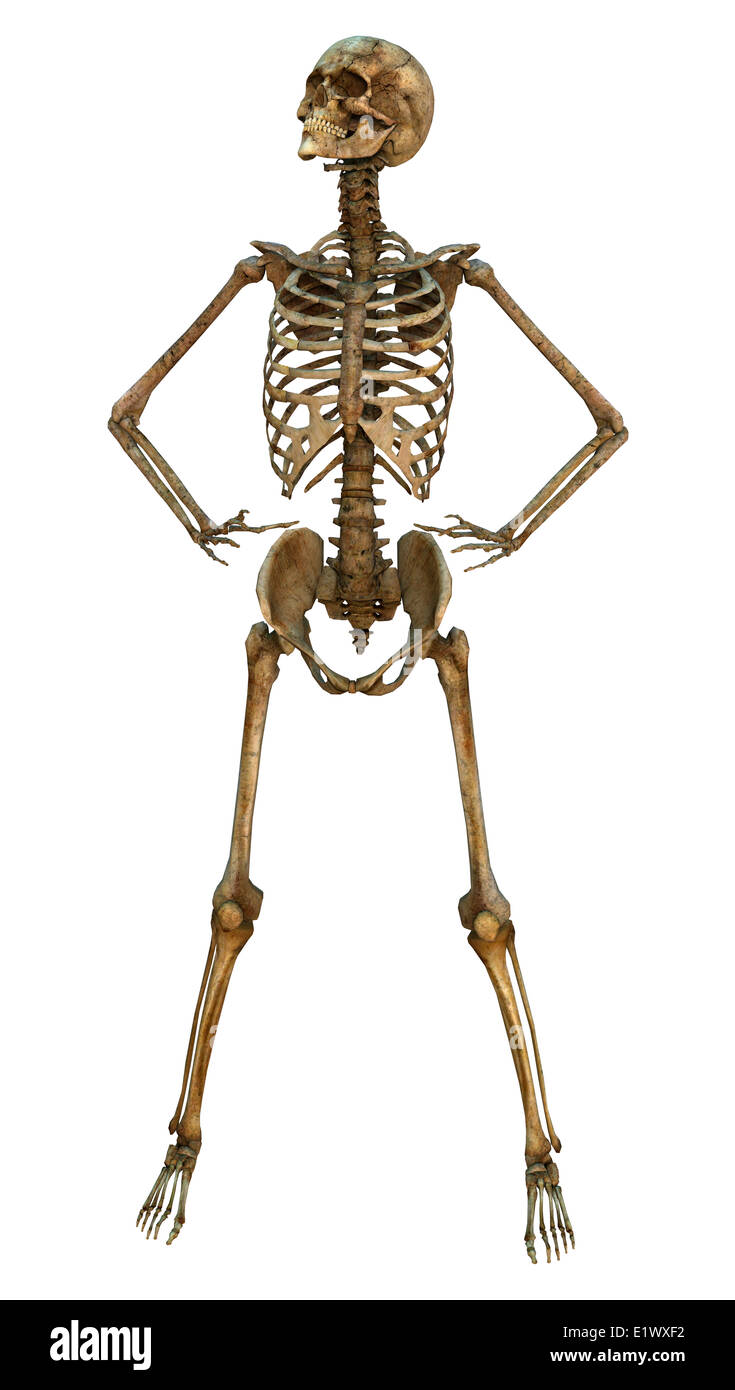 3D digital render of an old human skeleton isolated on white background ...
