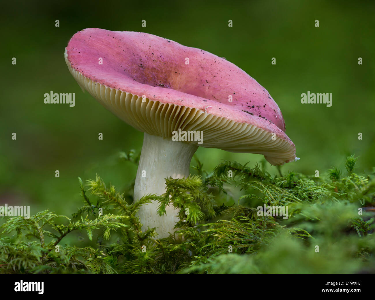 Russula species mushroom beaver lake park hi-res stock photography and ...