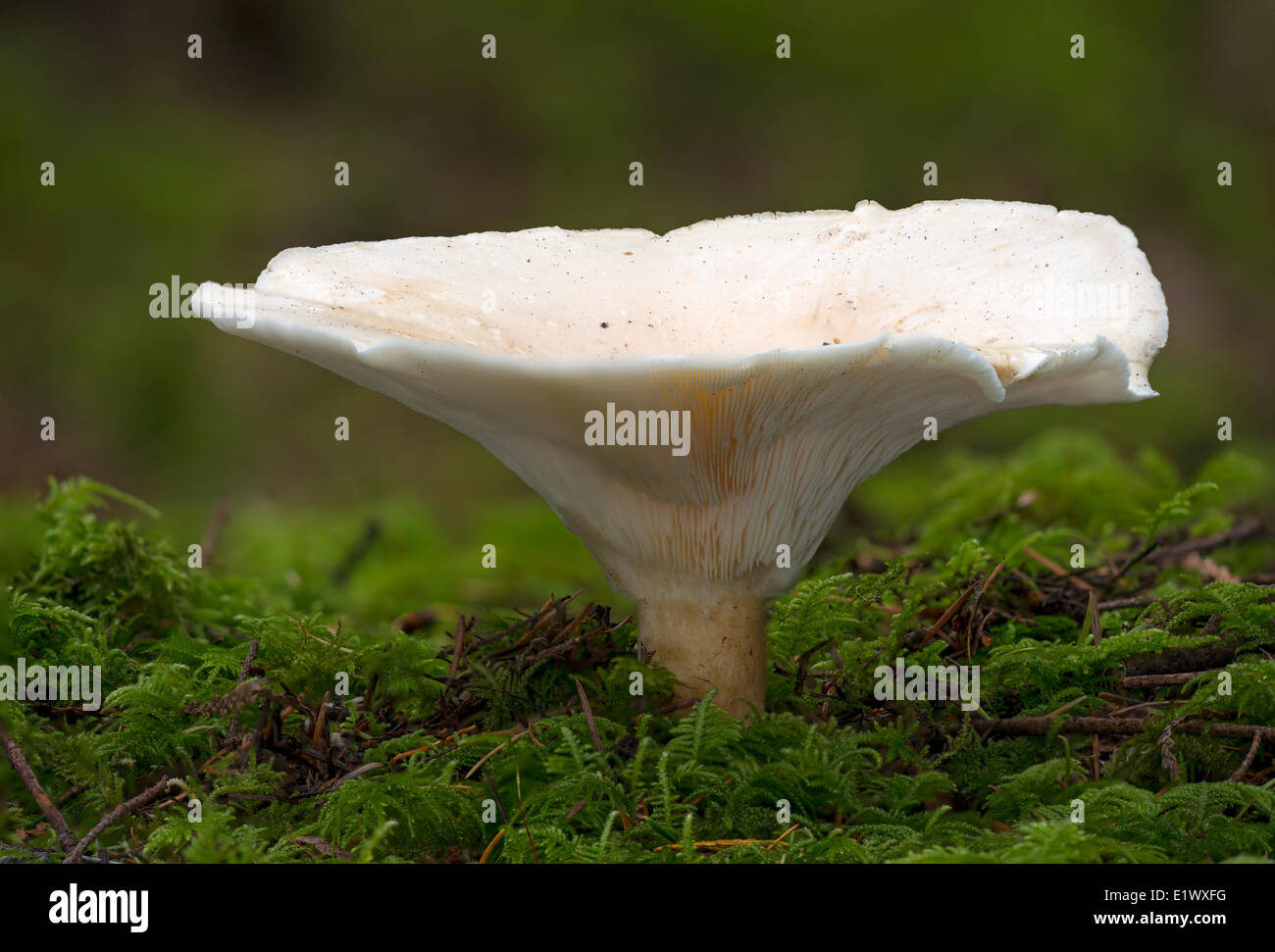 Russula Species mushroom - Beaver Lake Park, Victoria BC Stock Photo ...