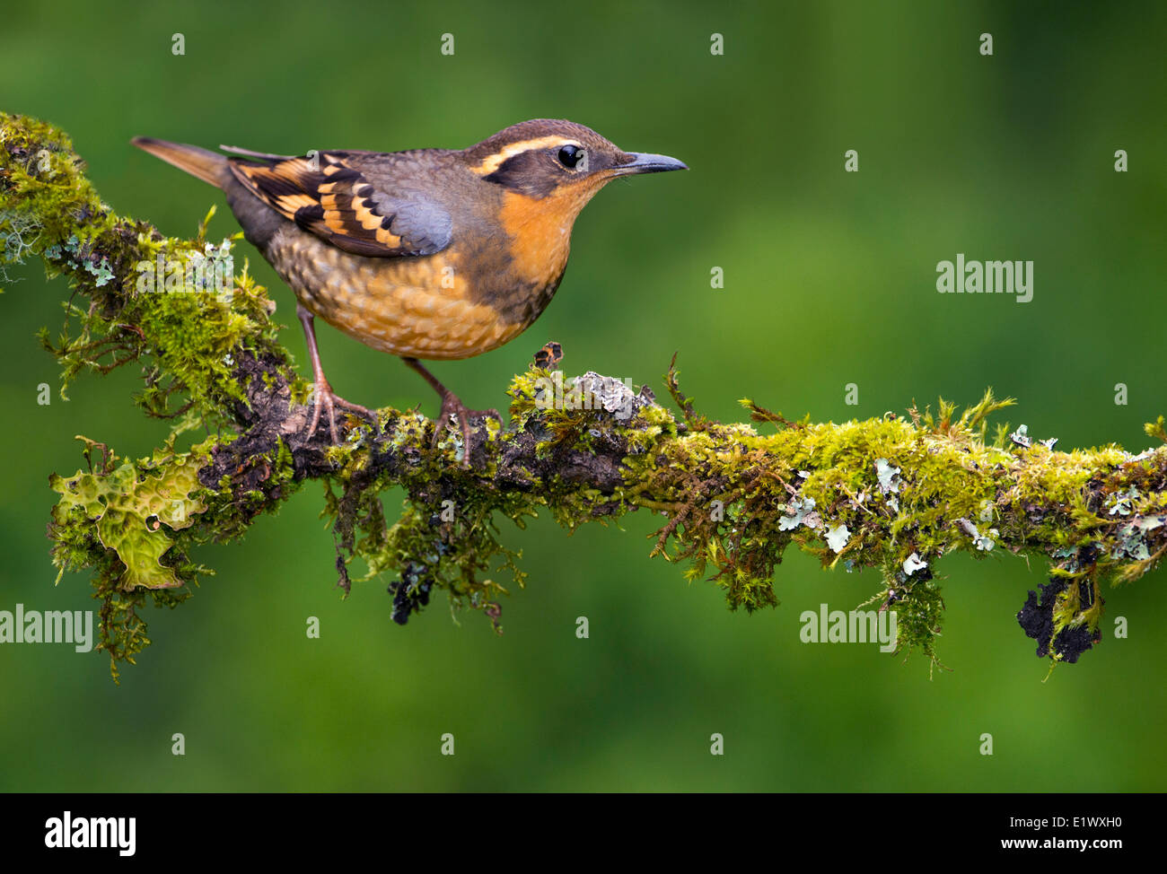 Female Varied Thrush - North Saanich BC Stock Photo - Alamy